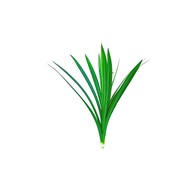 Rampe Fresh Frozen 50g – sandssrilankanspice